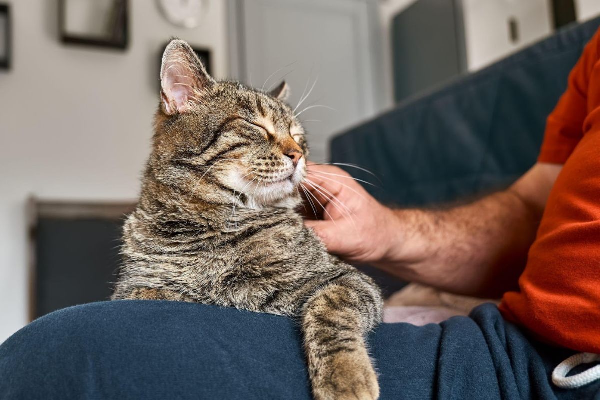 How To Register My Cat As An Emotional Support Animal » Washington's Blog